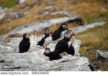 Puffins Skellig Image & Photo (Free Trial) | Bigstock