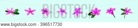 Set Of Azalea Flower Cartoon Icon Design Template With Various Models ...