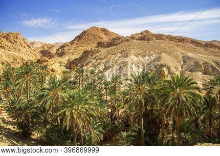 Date Palm Tree Date Image & Photo (Free Trial) | Bigstock