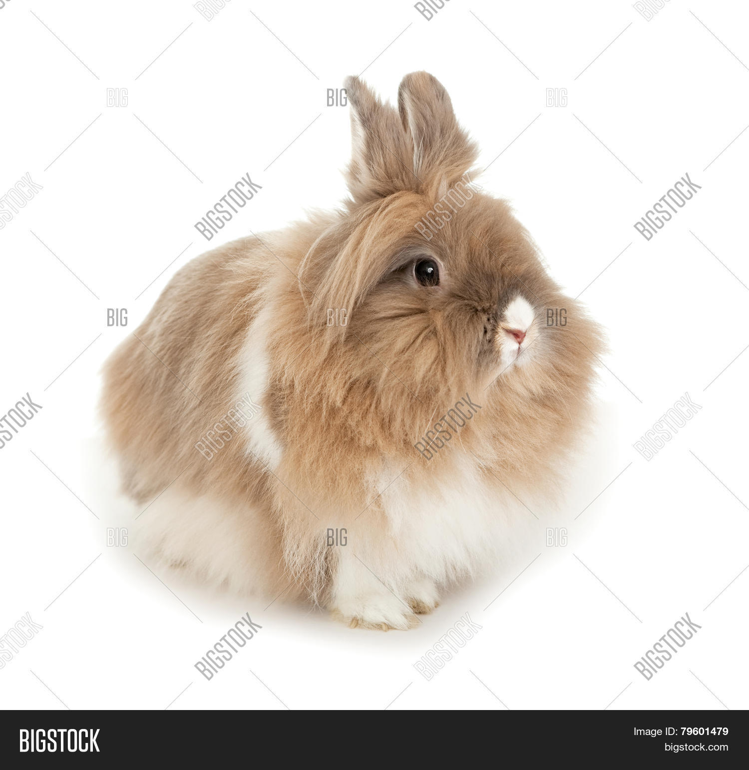 Lionhead Rabbit Image & Photo (Free Trial) | Bigstock
