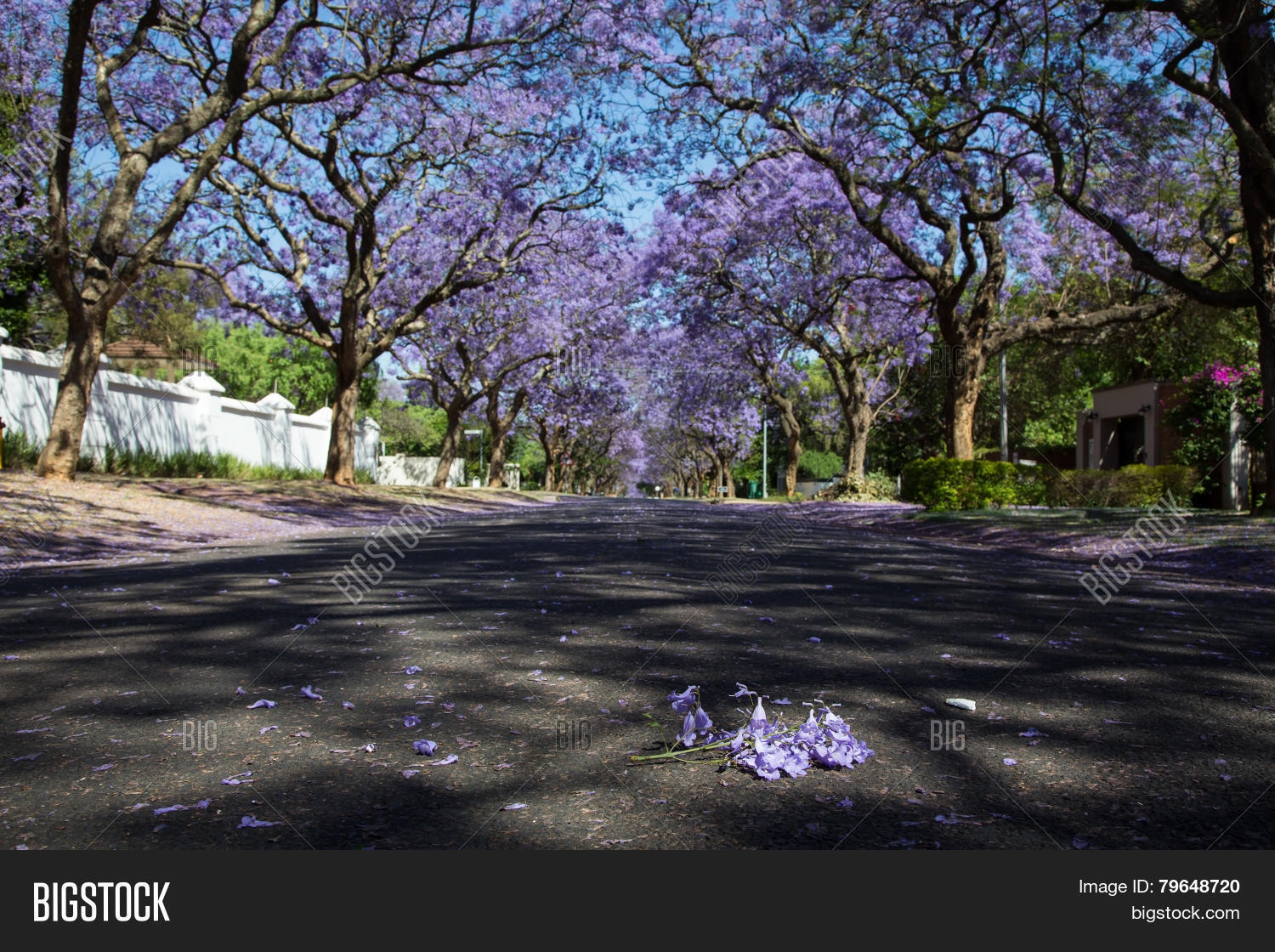 Suburban Road Line Image & Photo (Free Trial) | Bigstock
