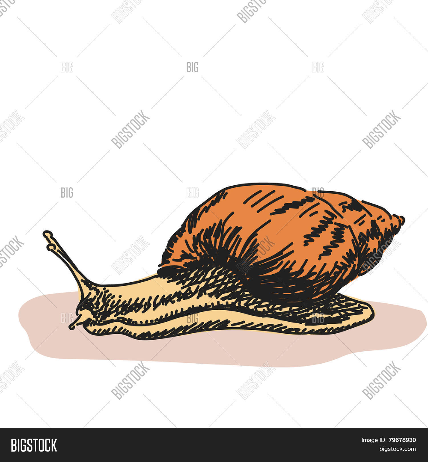 Color Sketch Snail Vector & Photo (Free Trial) | Bigstock
