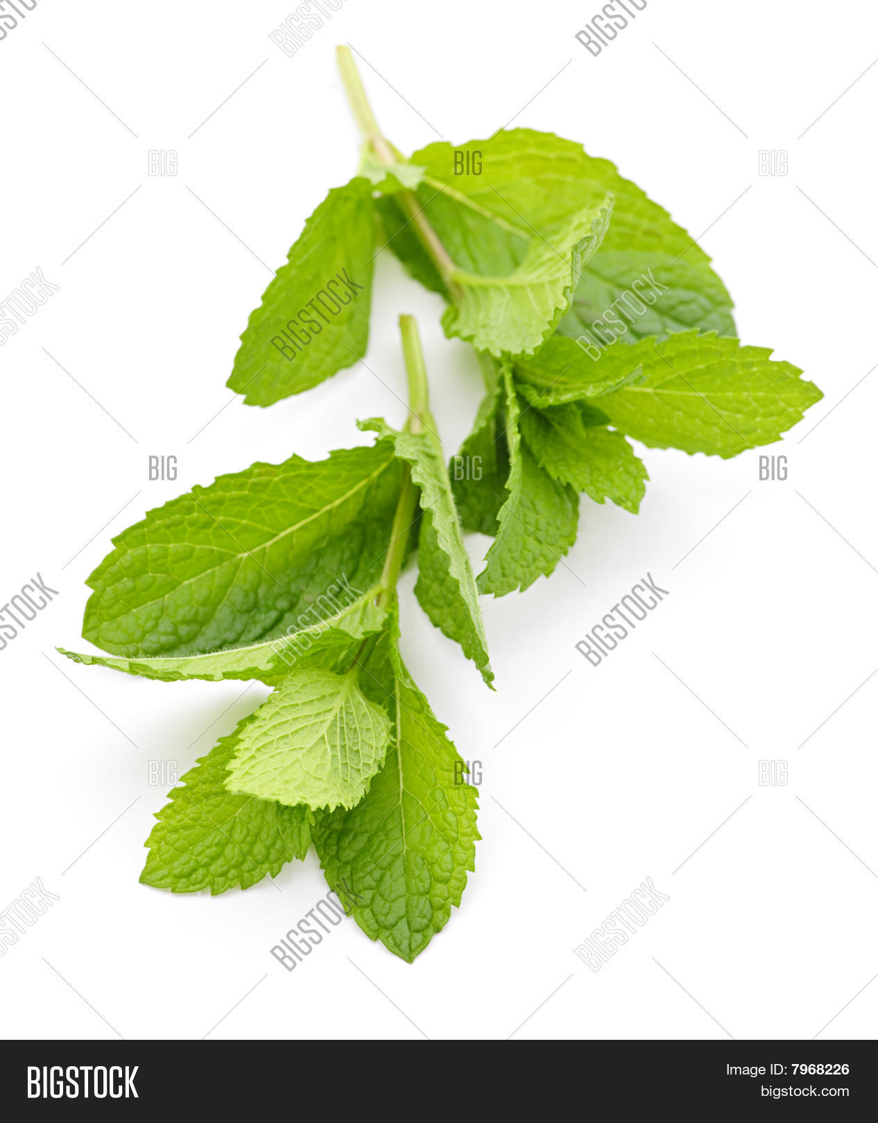 Mint Sprigs Image & Photo (Free Trial) | Bigstock