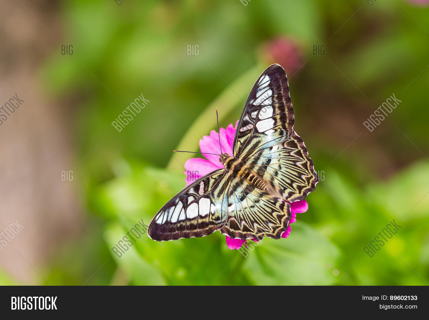 Clipper Butterfly Image & Photo (Free Trial) | Bigstock