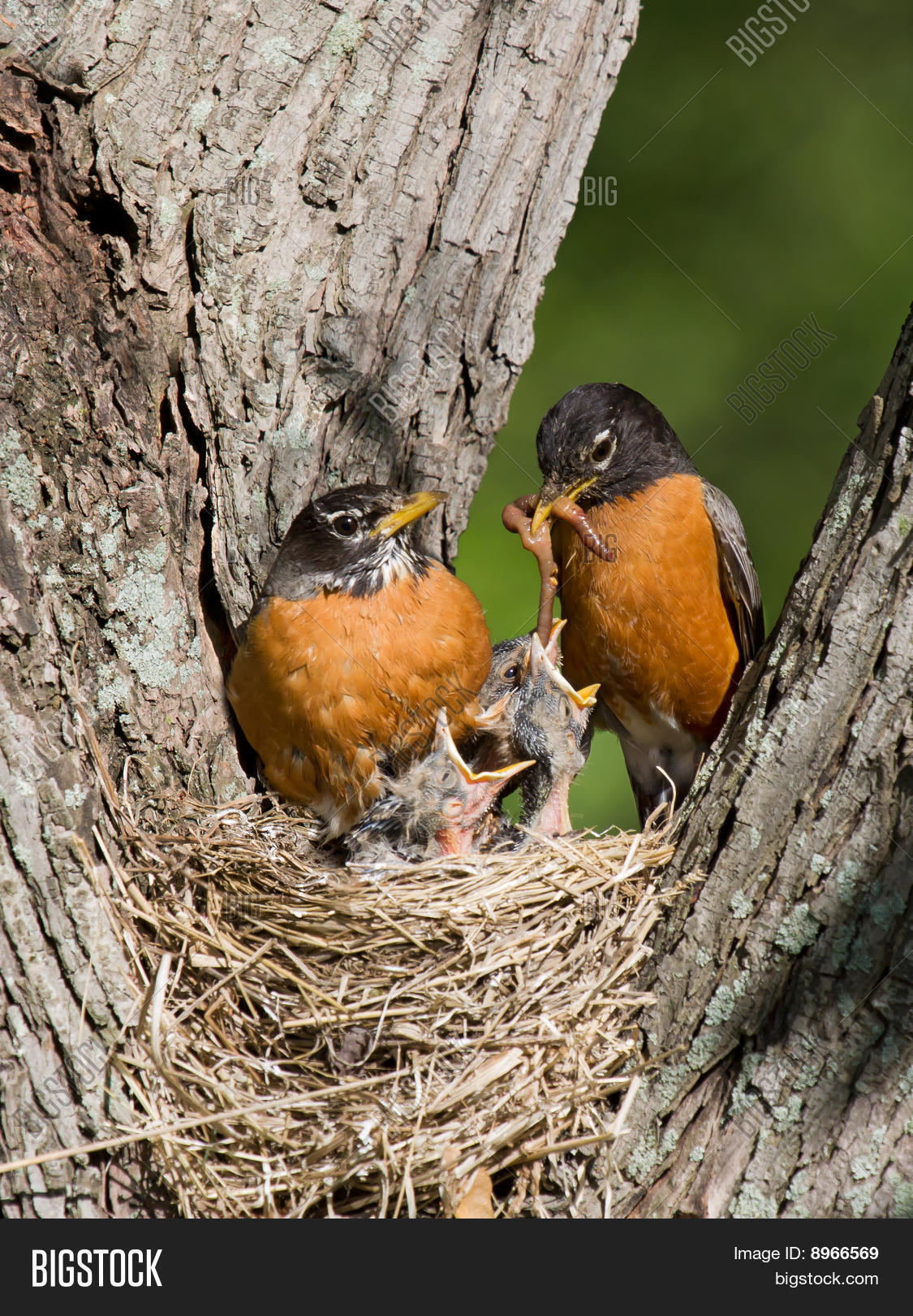 Robins Feed Their Image & Photo (Free Trial) | Bigstock