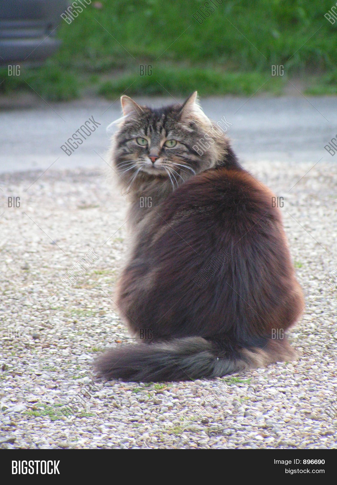 Big Cat Looking Back Image & Photo (Free Trial) | Bigstock