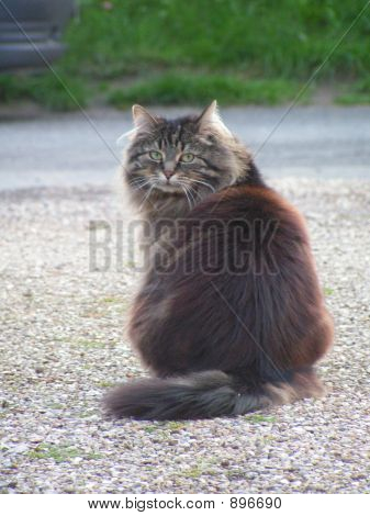 Big Cat Looking Back Image & Photo (Free Trial) | Bigstock