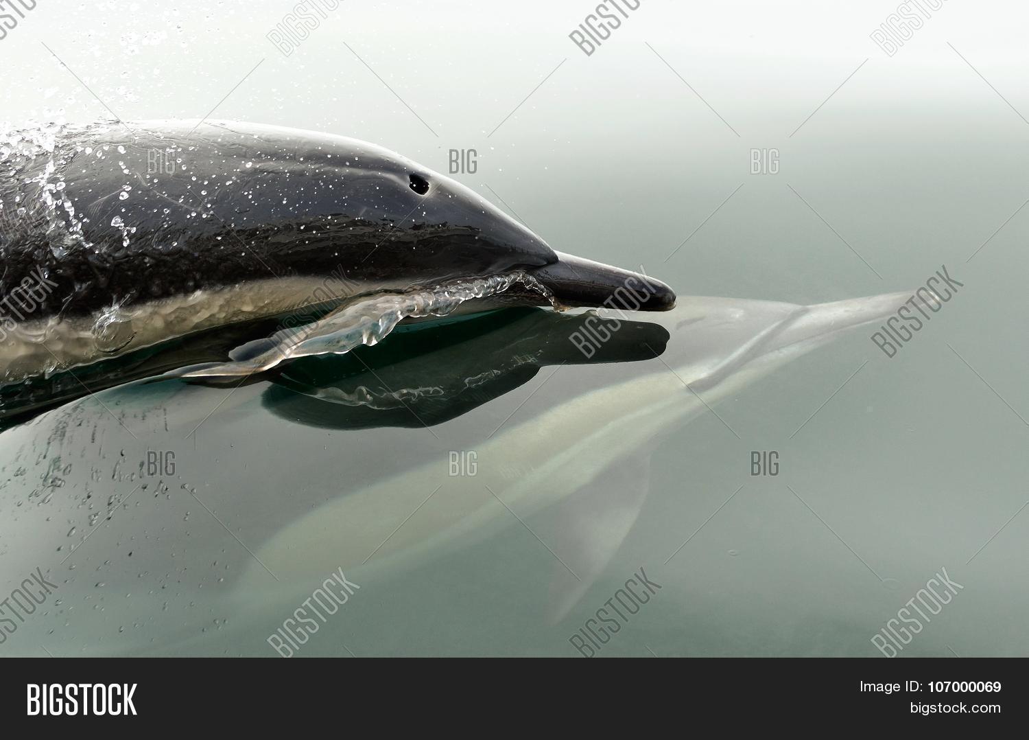 Dolphin, Swimming Image & Photo (Free Trial) | Bigstock