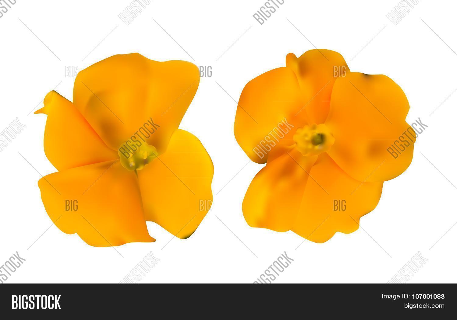 Realistic Flower High Vector & Photo (Free Trial) | Bigstock