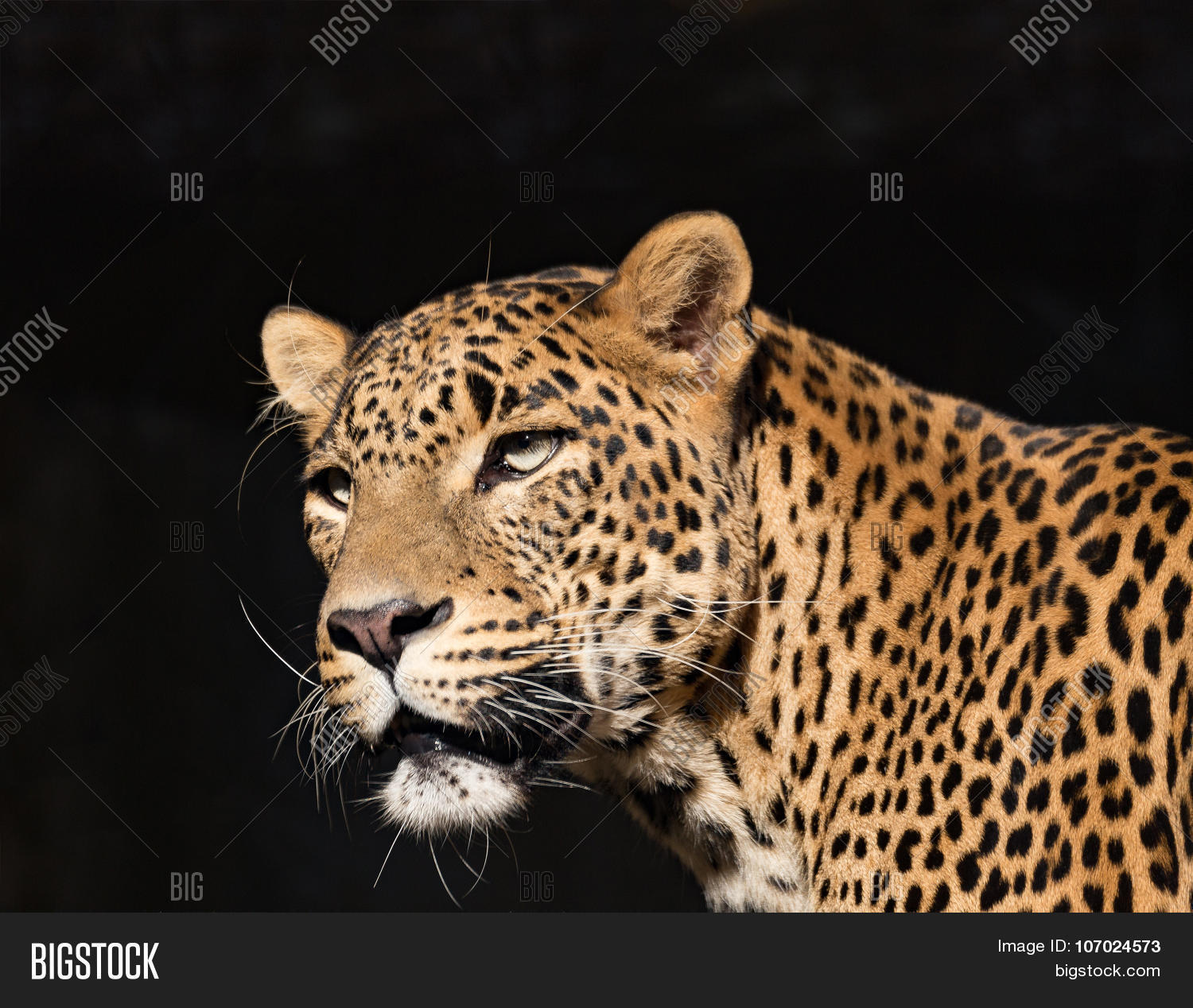Closeup Leopard Looks Image & Photo (Free Trial) | Bigstock
