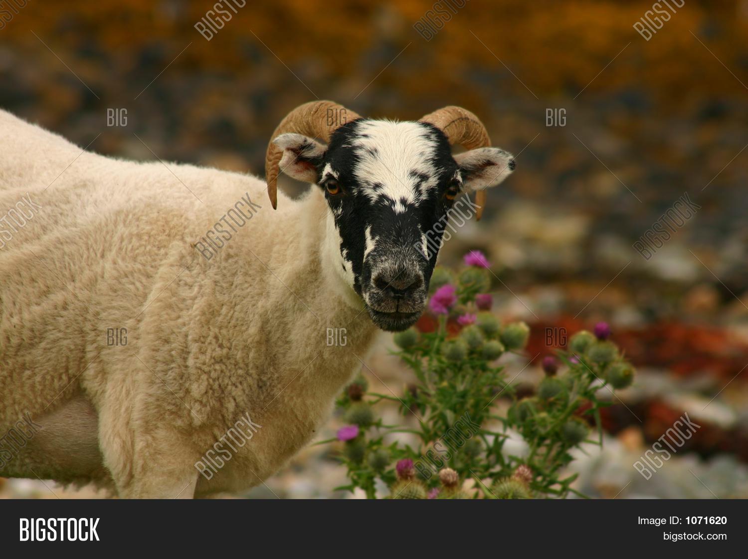 Scottish Goat Image & Photo (Free Trial) | Bigstock