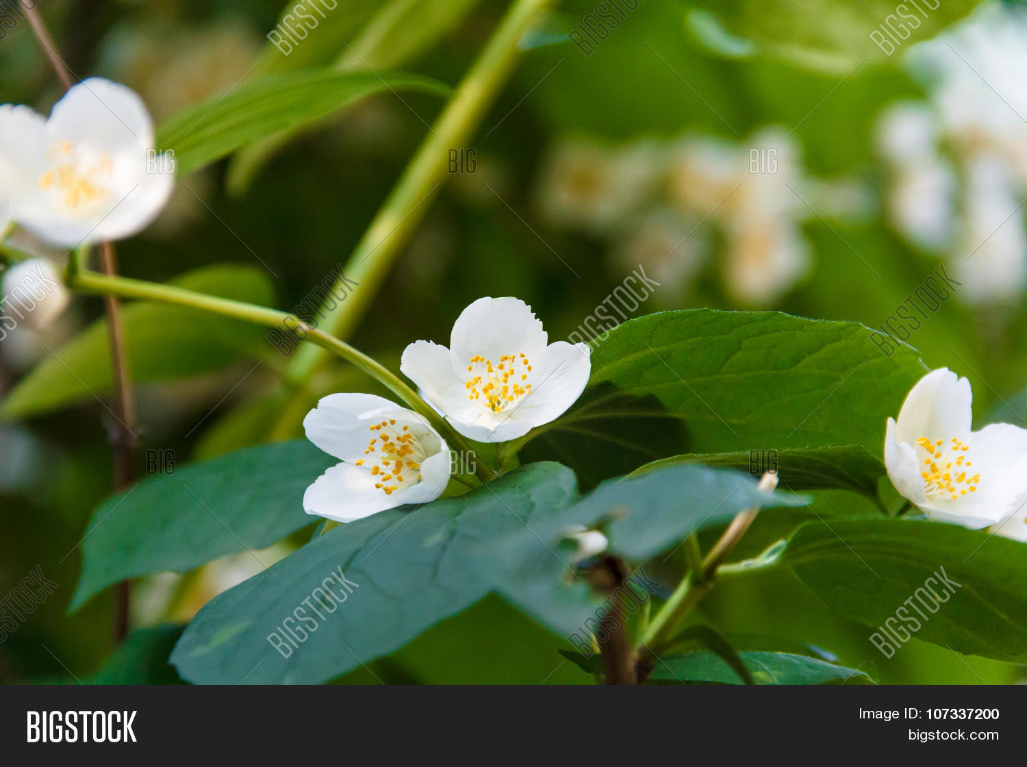 Beautiful Jasmine Image & Photo (Free Trial) | Bigstock