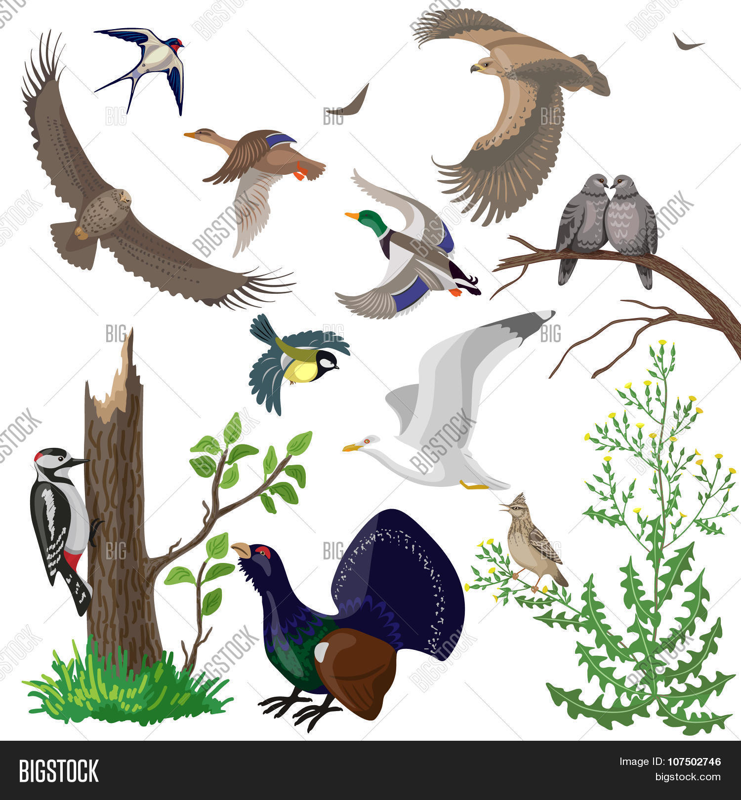 Set Wild Birds Vector & Photo (Free Trial) | Bigstock