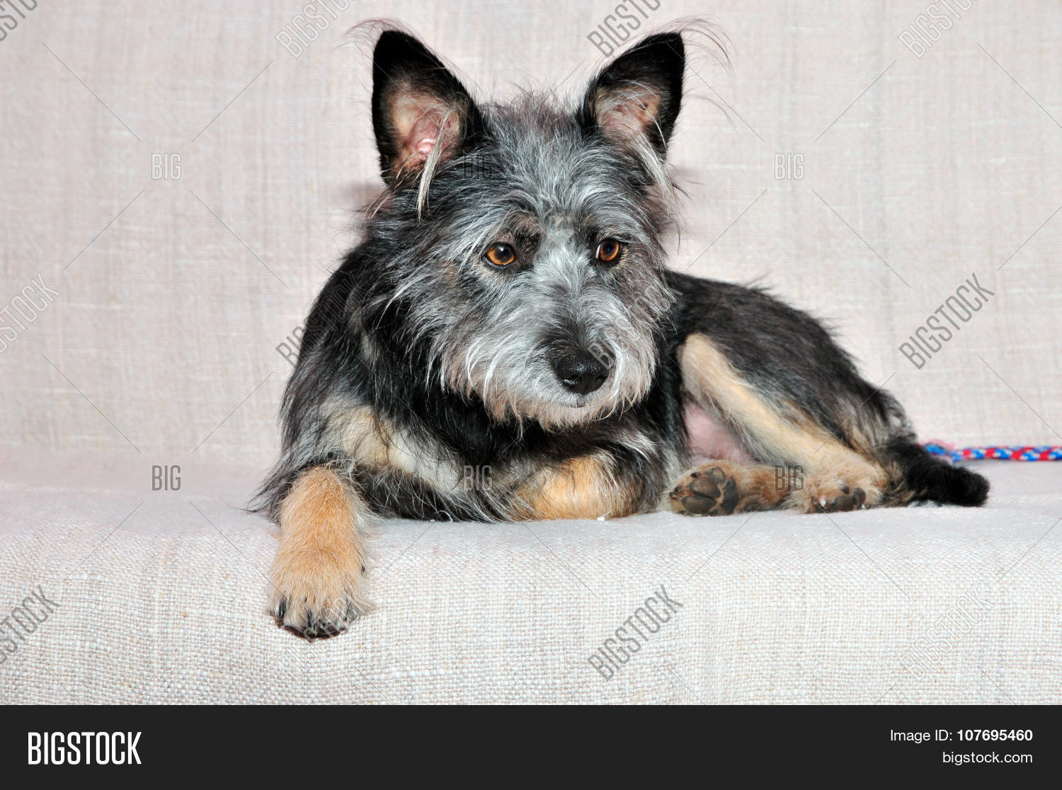 Mongrel Dog, Mongrel Image & Photo (Free Trial) | Bigstock