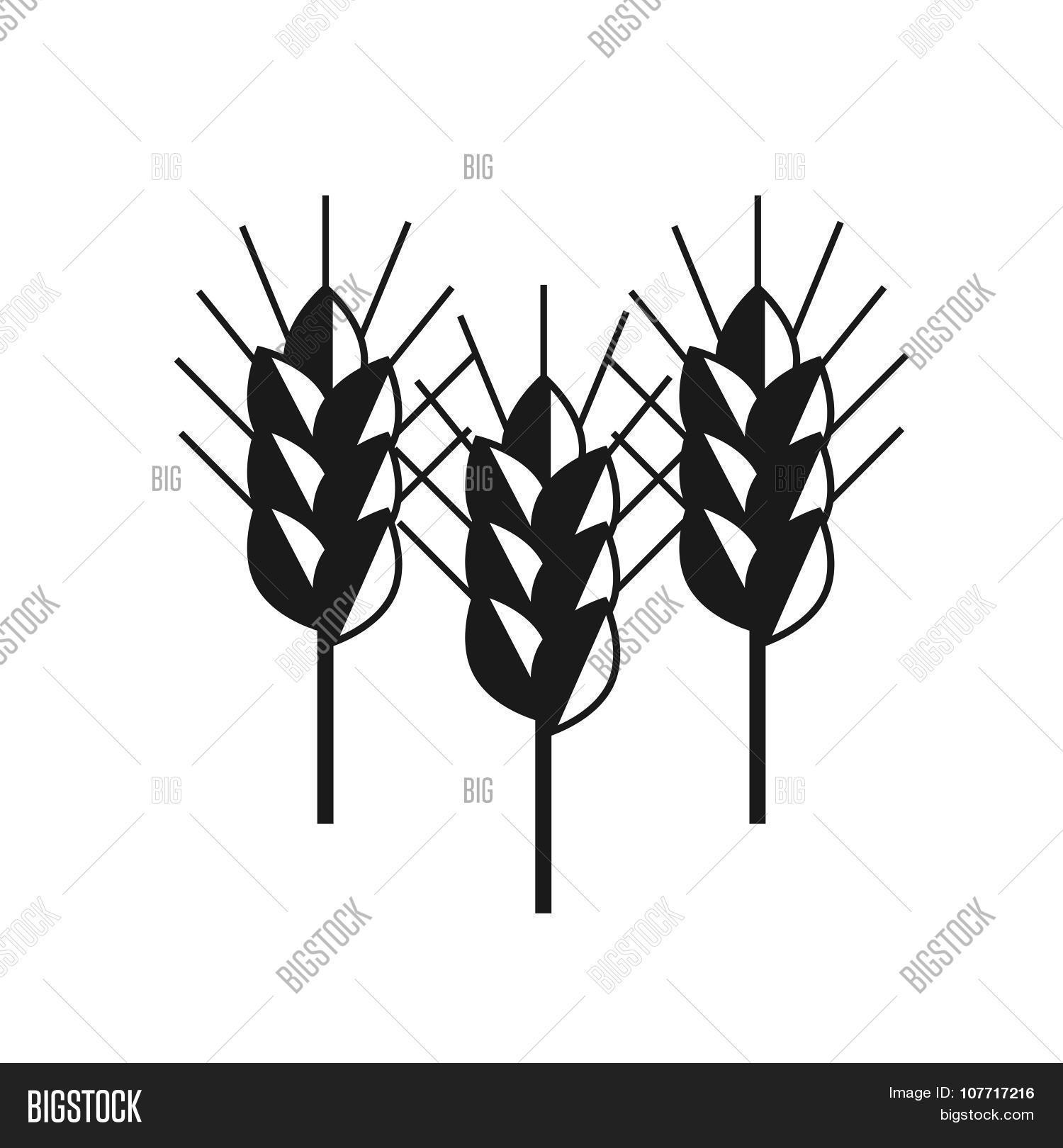 Spike Wheat Vector Vector & Photo (Free Trial) | Bigstock