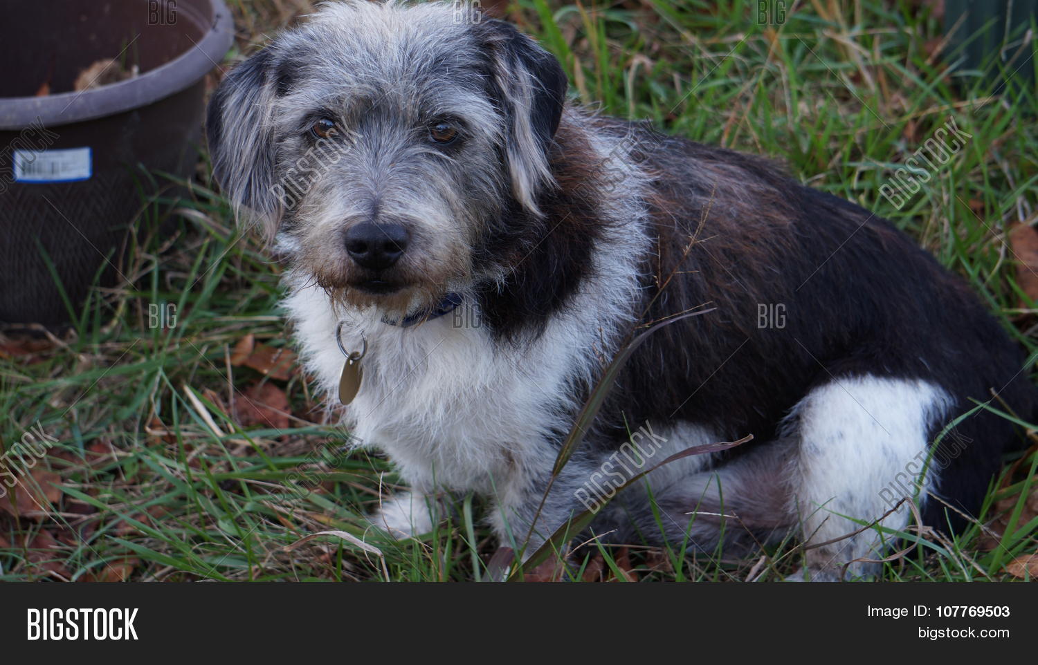 Imagen y foto Shy Dog (prueba gratis) | Bigstock