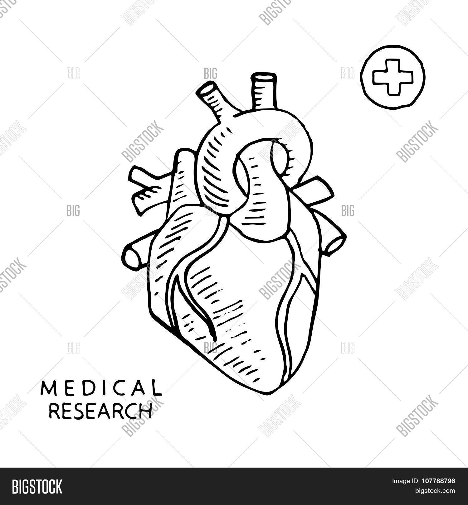 Human Heart. Vector Vector & Photo (Free Trial) | Bigstock