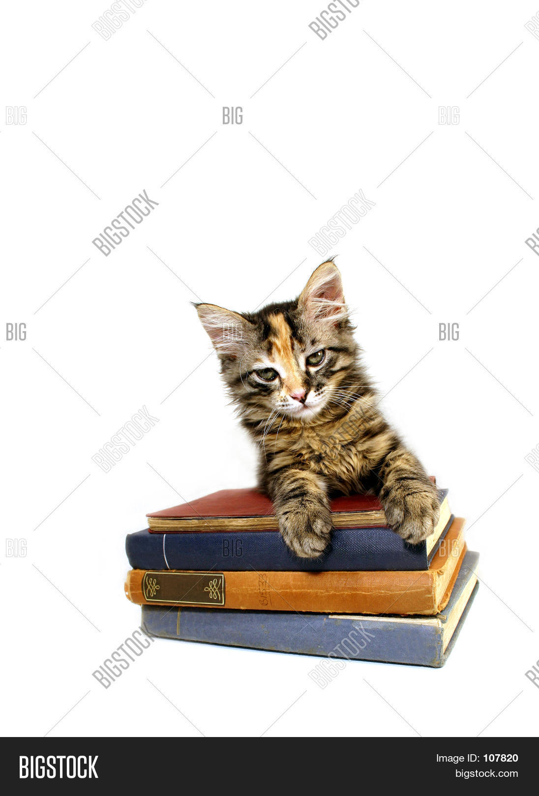 Kitten Books Image & Photo (Free Trial) | Bigstock