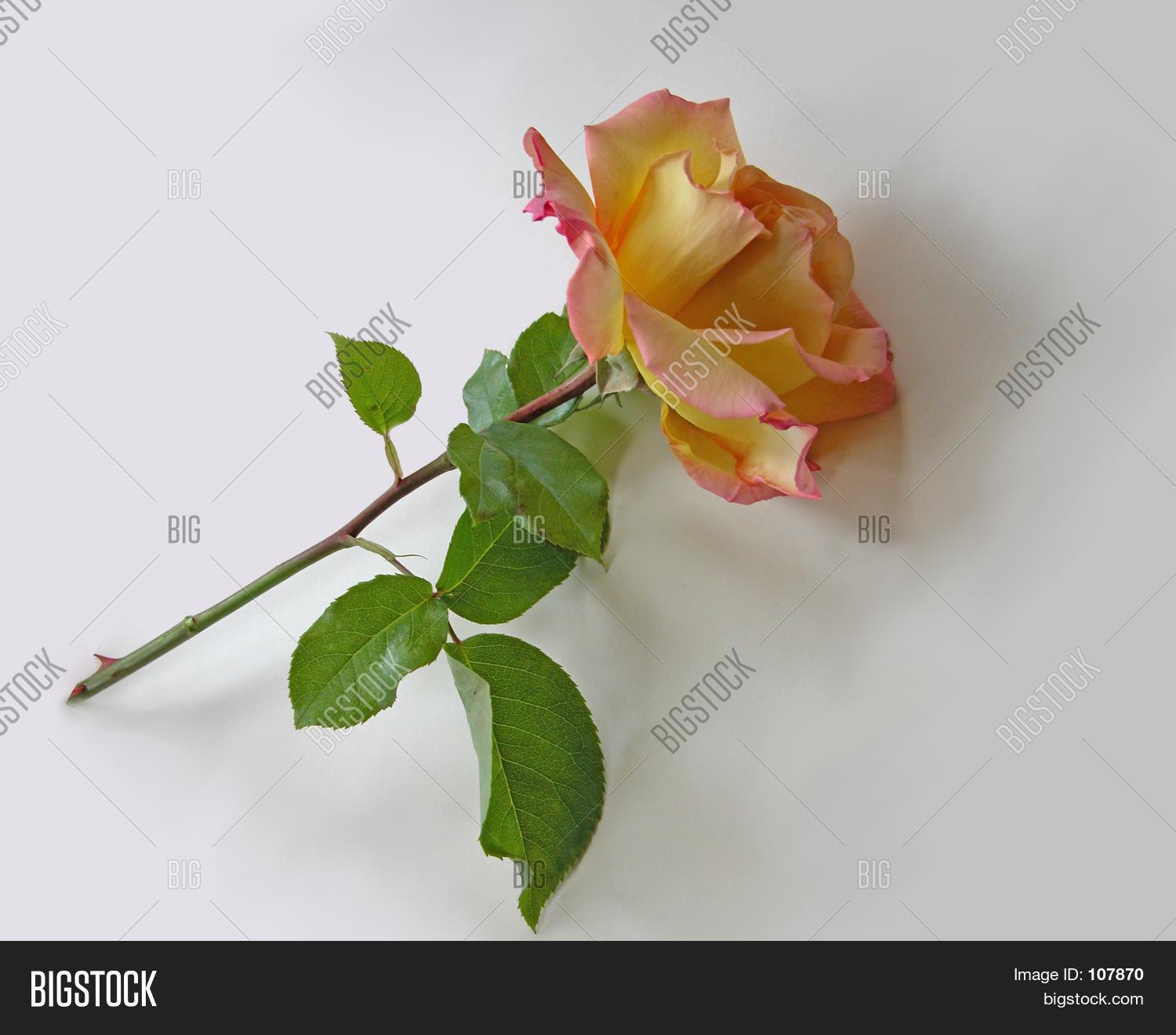 Single Rose Image & Photo (Free Trial) | Bigstock
