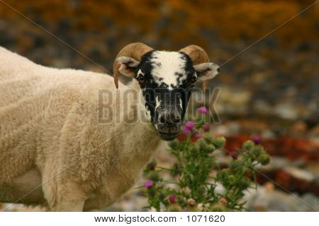 Scottish Goat Image & Photo (Free Trial) | Bigstock