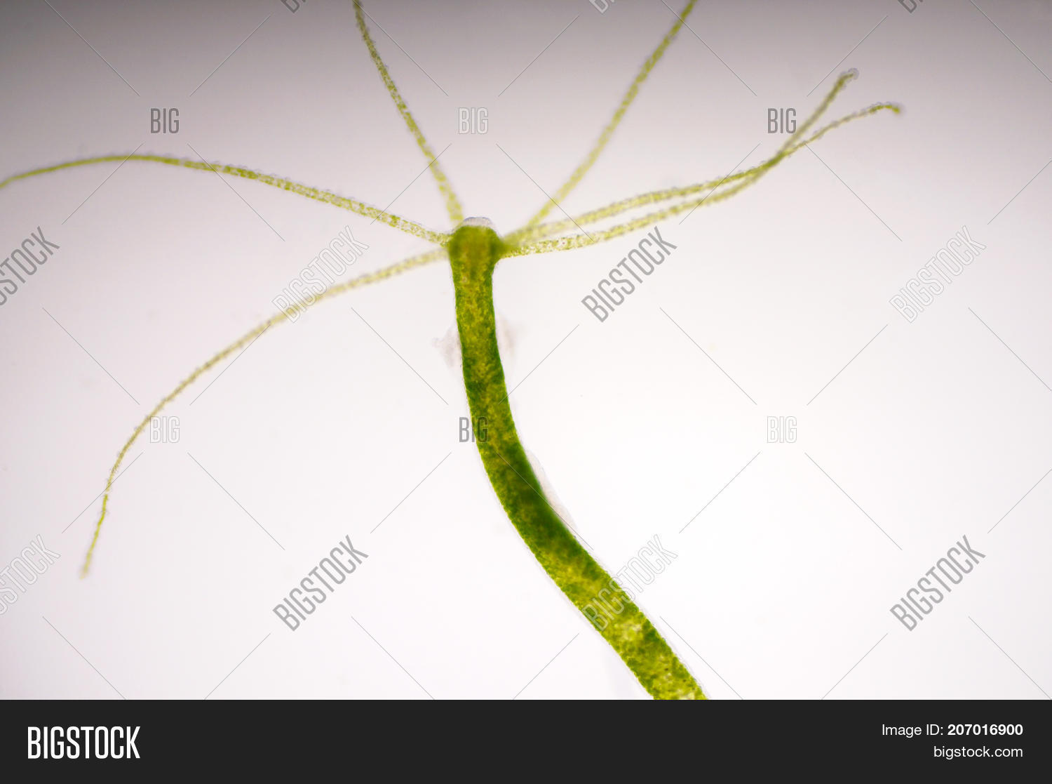 Hydra Genus Small Image & Photo (Free Trial) | Bigstock