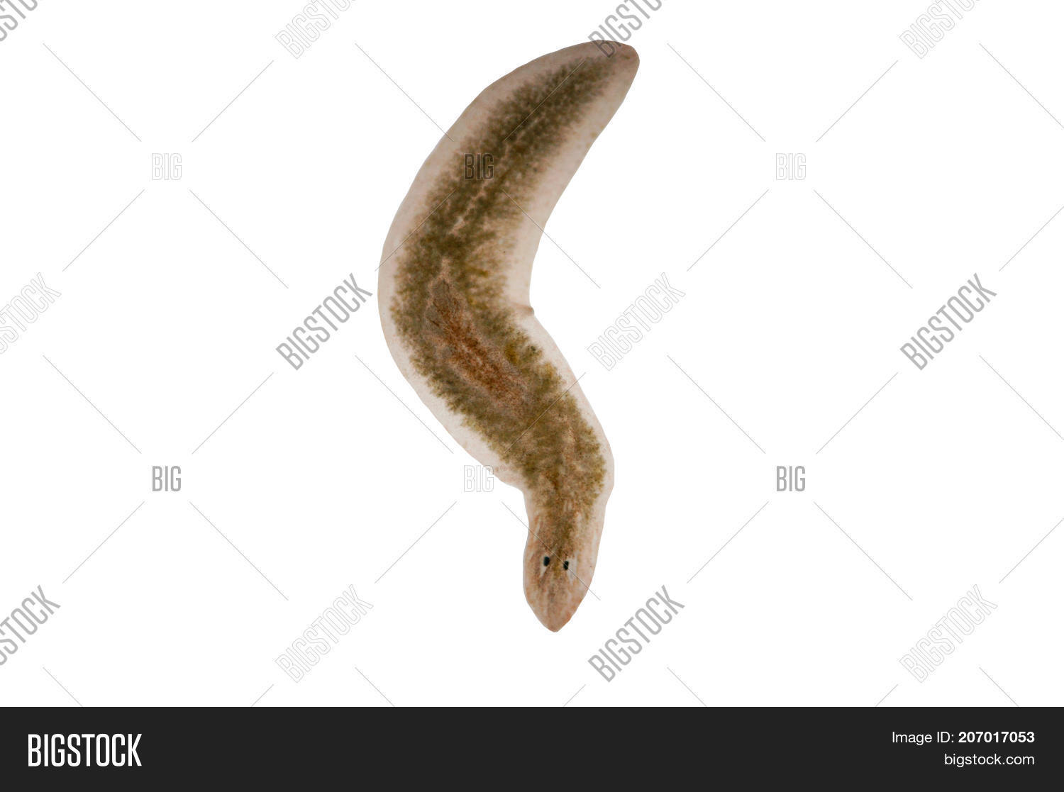 Planaria Flatworm Image & Photo (Free Trial) | Bigstock