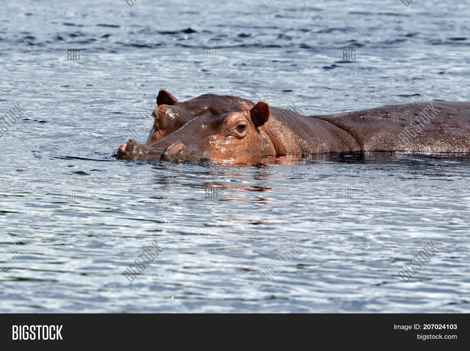 Large Hippopotamus ( Image & Photo (Free Trial) | Bigstock