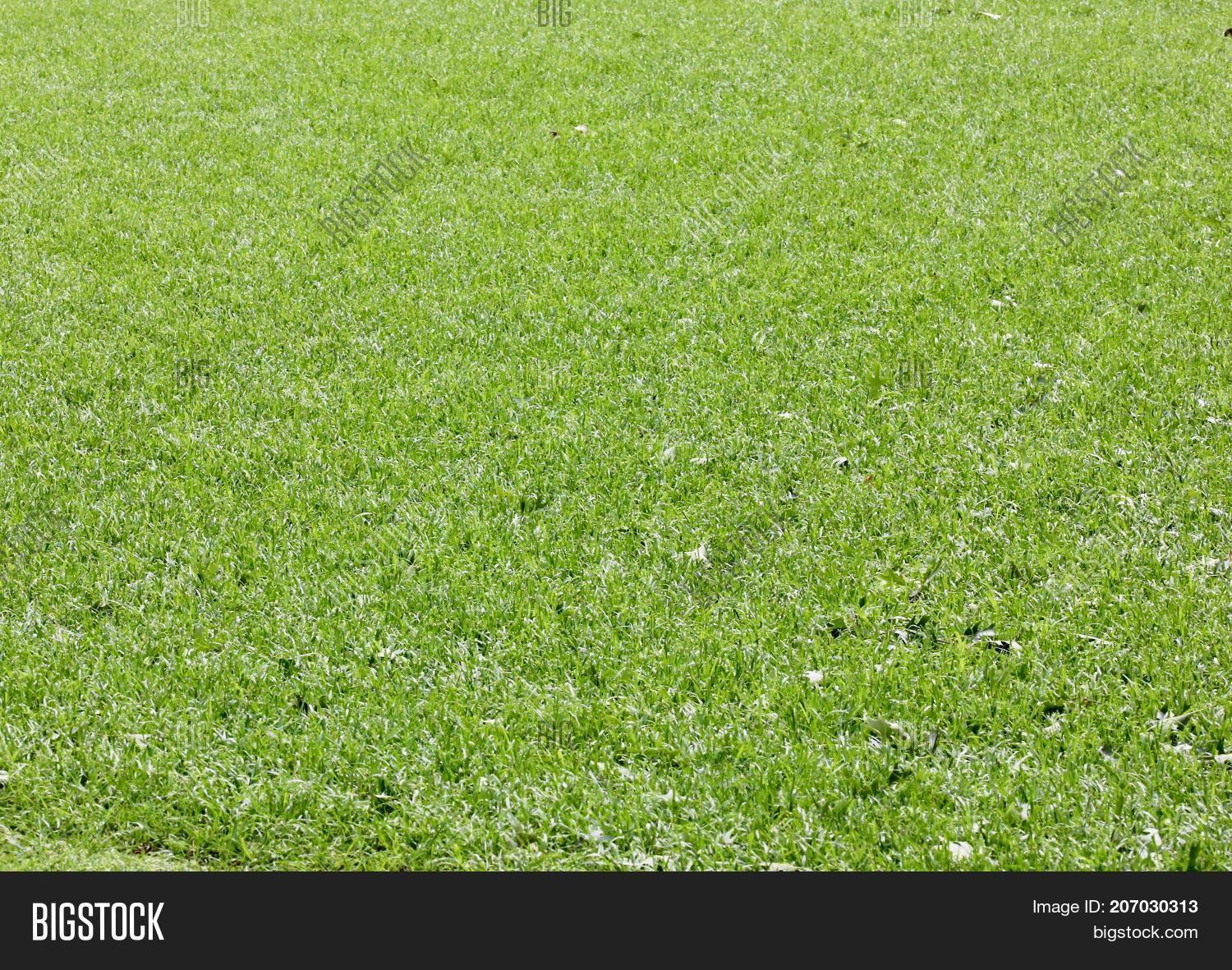 Green Grass Pattern Image & Photo (Free Trial) | Bigstock