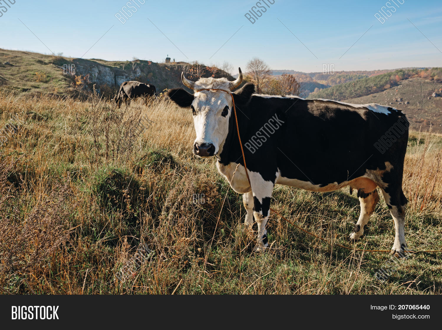 One Horned Black White Image & Photo (Free Trial) | Bigstock