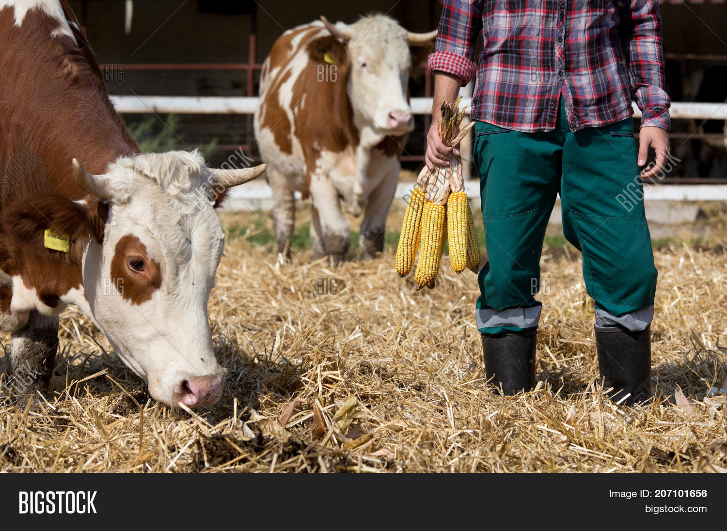 Farmer Corn Cobs Cows Image & Photo (Free Trial) | Bigstock