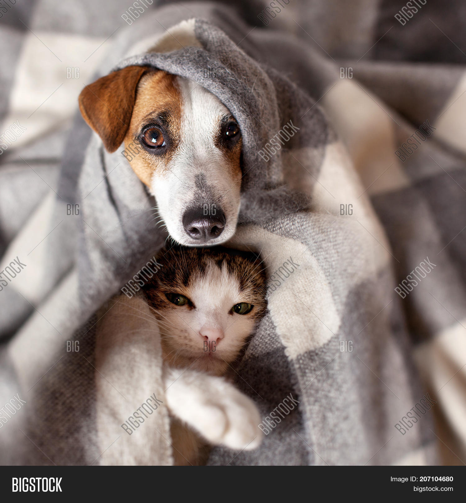 Cold Cat Blanket