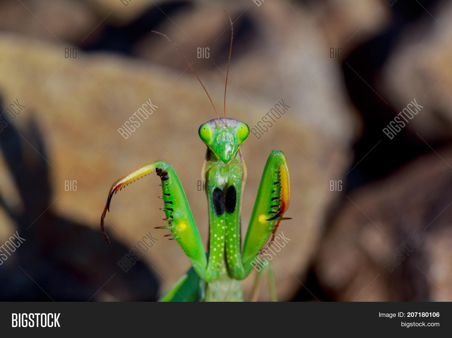 Migratory Locust Head Image & Photo (Free Trial) | Bigstock