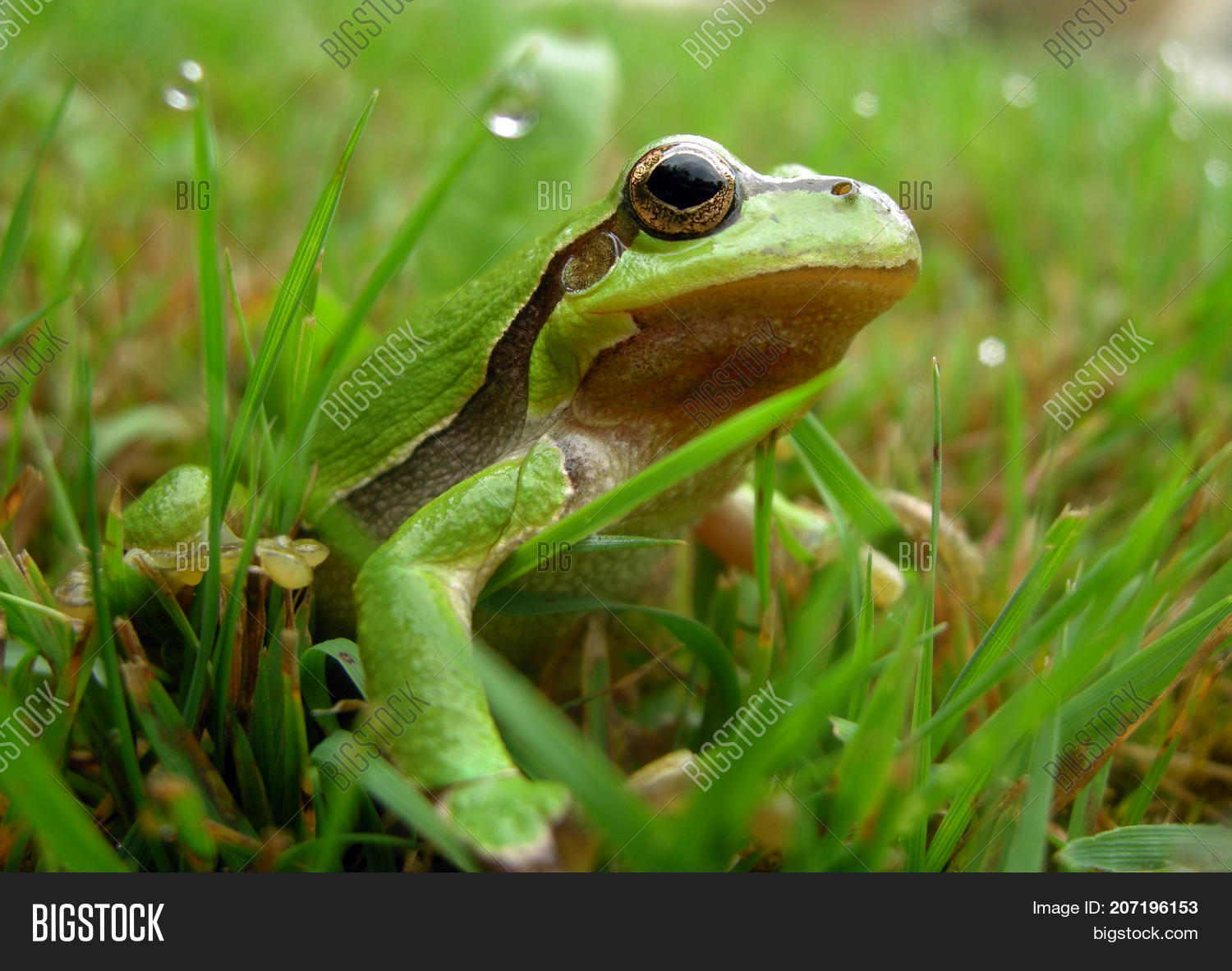 Portrait Green Frog Image & Photo (Free Trial) | Bigstock