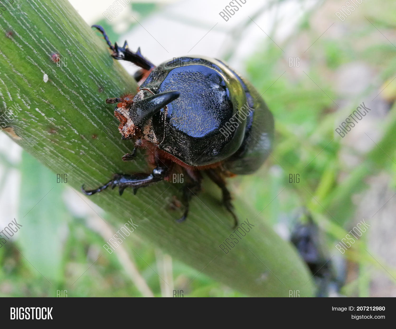Female Beetle Has Image & Photo (Free Trial) | Bigstock