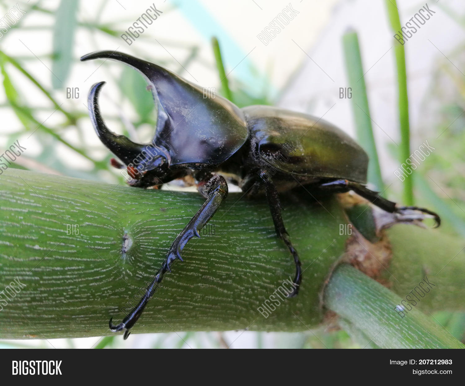 Female Beetle Has Image & Photo (Free Trial) | Bigstock