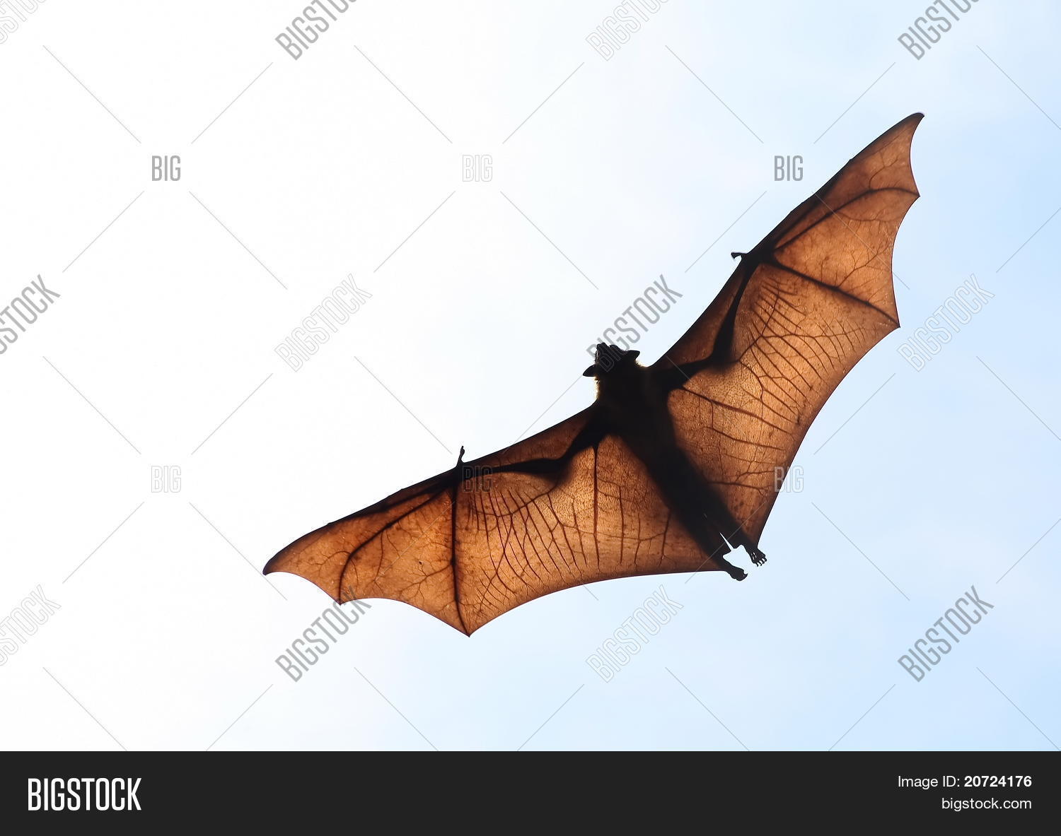 Flying Fox Sky Sri Image & Photo (Free Trial) | Bigstock