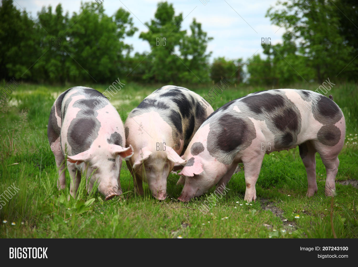 Group Pigs Farming Image & Photo (Free Trial) | Bigstock