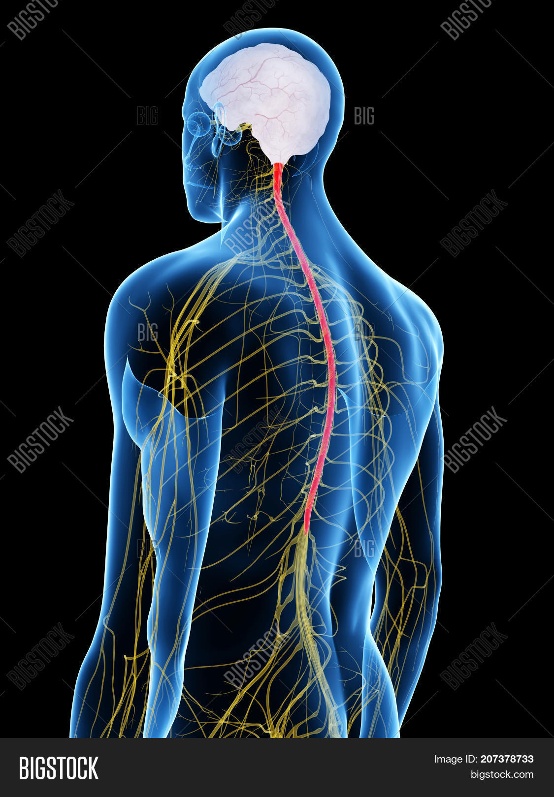 3d Rendered Medically Image & Photo (Free Trial) | Bigstock