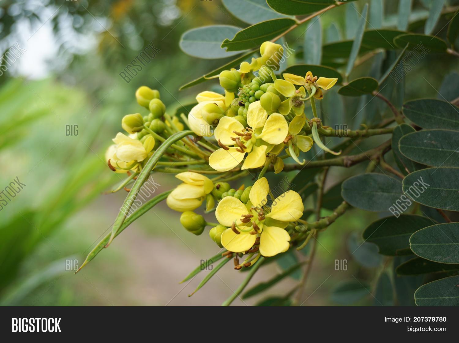 Yellow Senna Siamea Image & Photo (Free Trial) | Bigstock