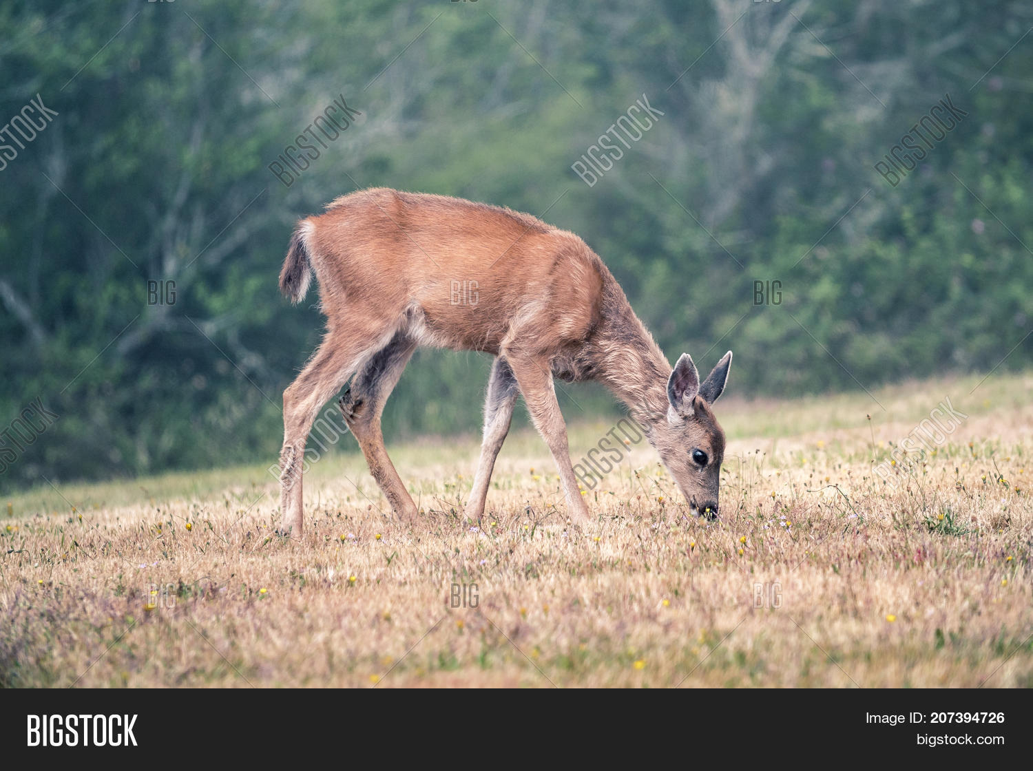 Young Animal Walking Image & Photo (Free Trial) | Bigstock