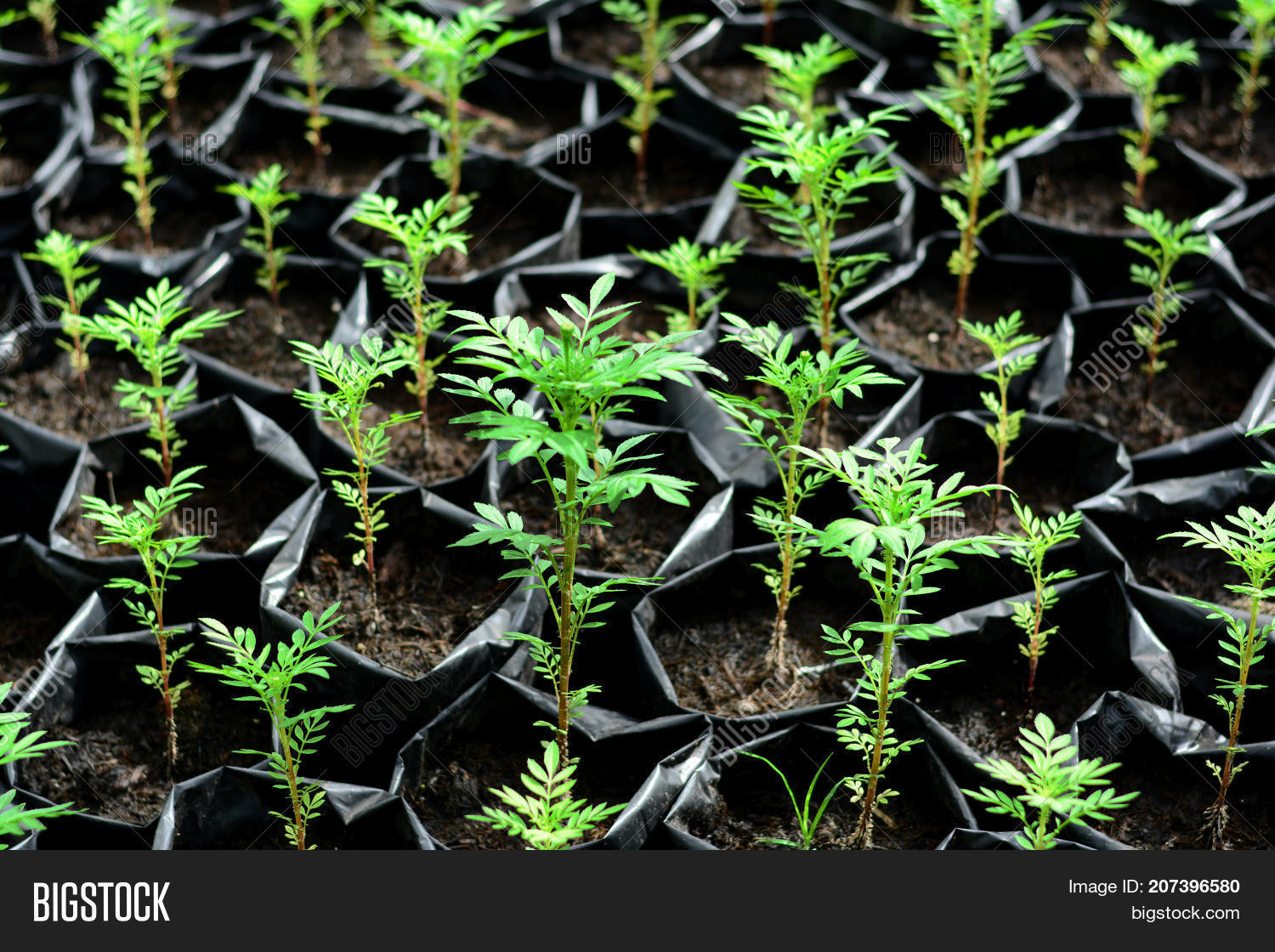 Many Young Trees Image & Photo (Free Trial) | Bigstock