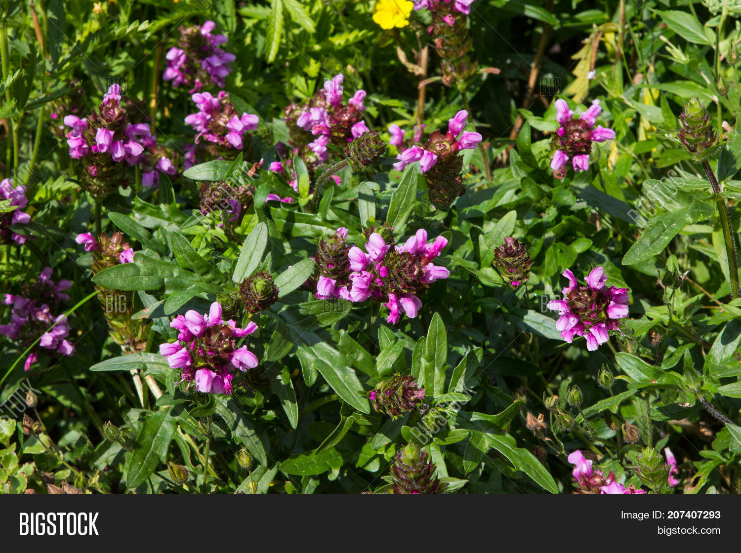 Prunella Self-heal All Image & Photo (Free Trial) | Bigstock