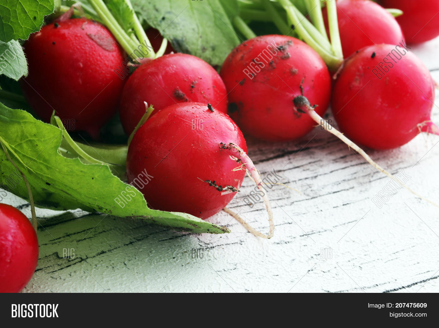 Radish. Red Fresh Image & Photo (Free Trial) | Bigstock