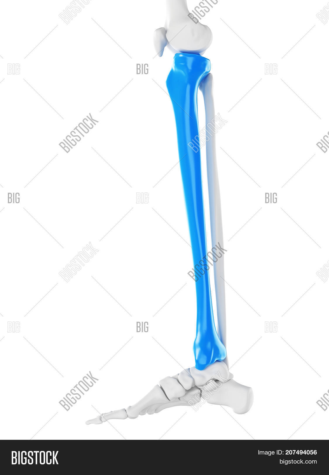 3d Rendered Medically Image & Photo (Free Trial) | Bigstock