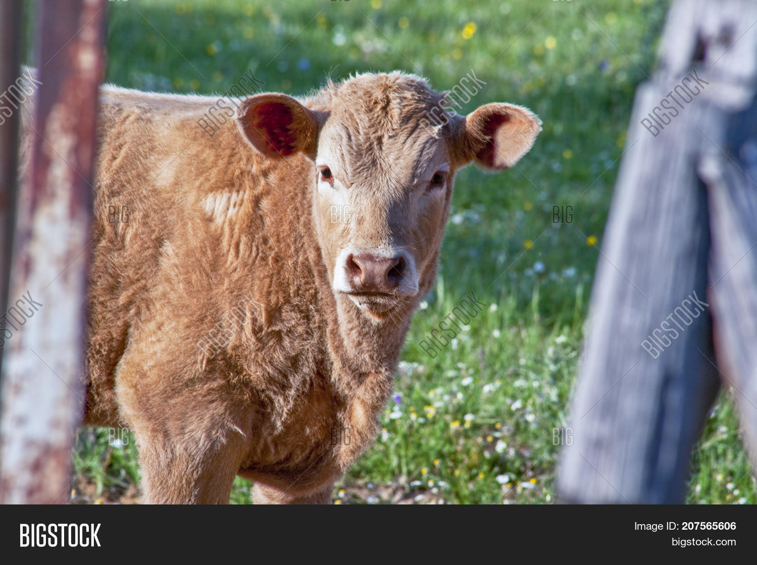 Red Retinta Calf Image & Photo (Free Trial) | Bigstock