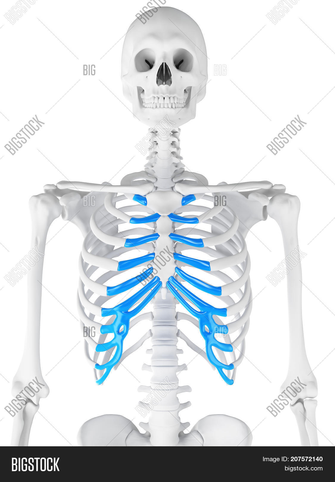 3d Rendered Medically Image & Photo (Free Trial) | Bigstock