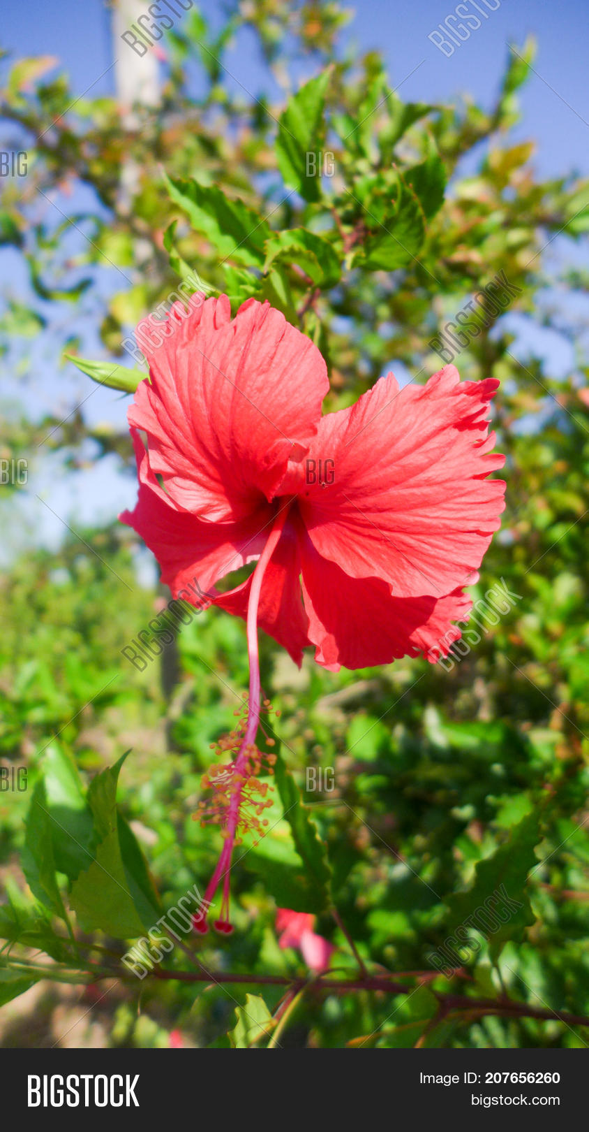 Red Color Hibiscus On Image & Photo (Free Trial) | Bigstock