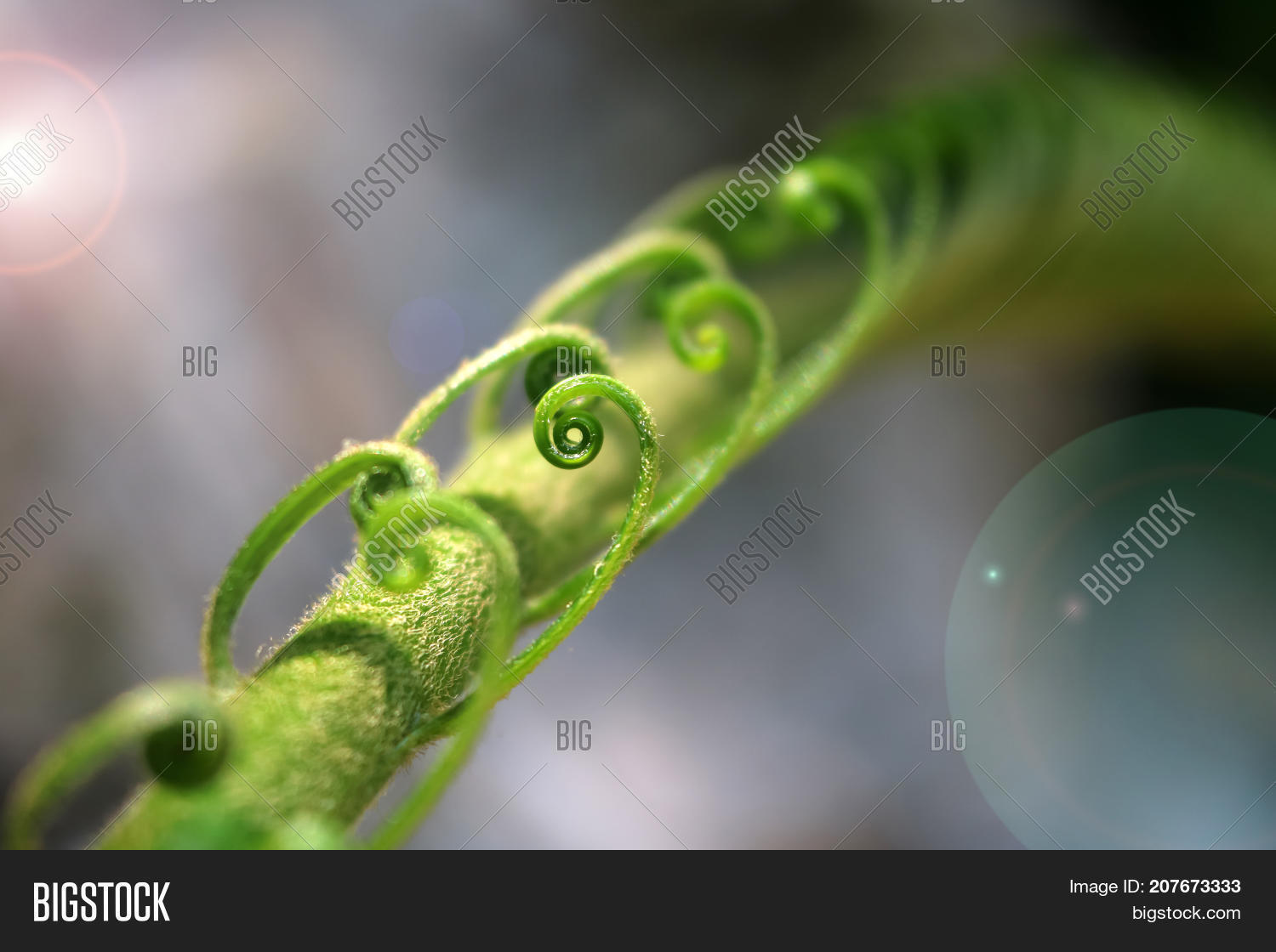 Beautiful Cycad Green Image & Photo (Free Trial) | Bigstock