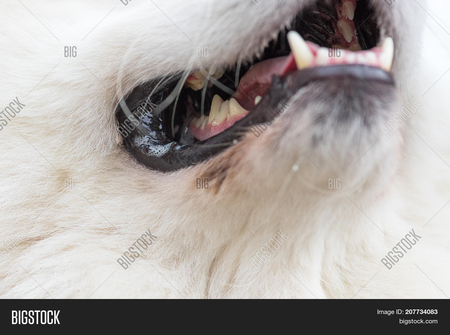 Teeth Dog Close-, Image & Photo (Free Trial) | Bigstock