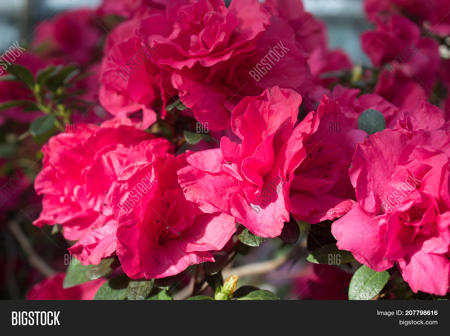 Azalea Flower Blooming Image & Photo (Free Trial) | Bigstock